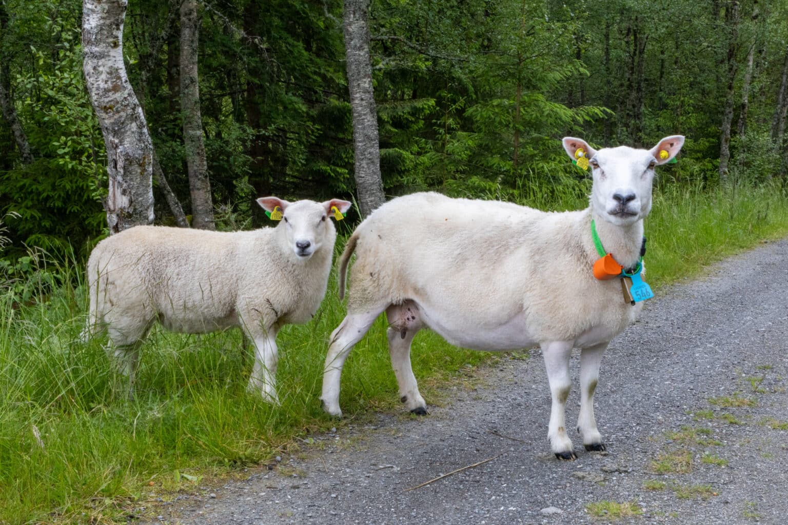 Which Image is Real? Norwegian Sheep - Senior Tech Cafe