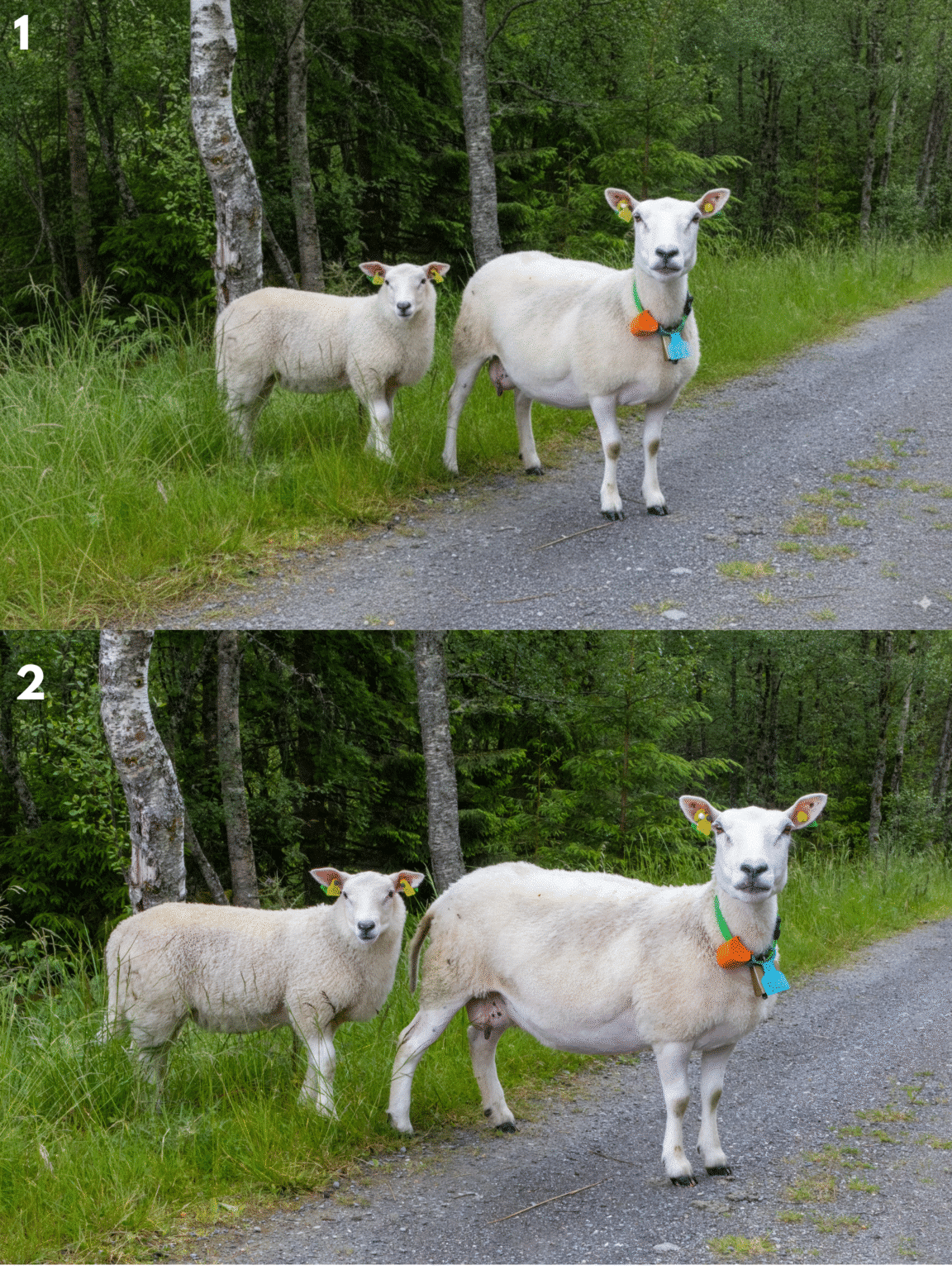 Which Image is Real? Norwegian Sheep - Senior Tech Cafe